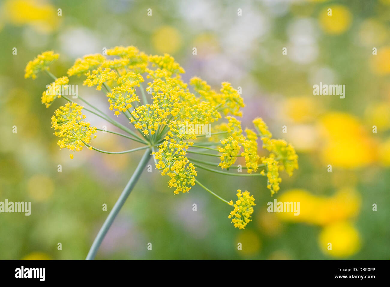 Anethum graveolens hi-res stock photography and images - Alamy