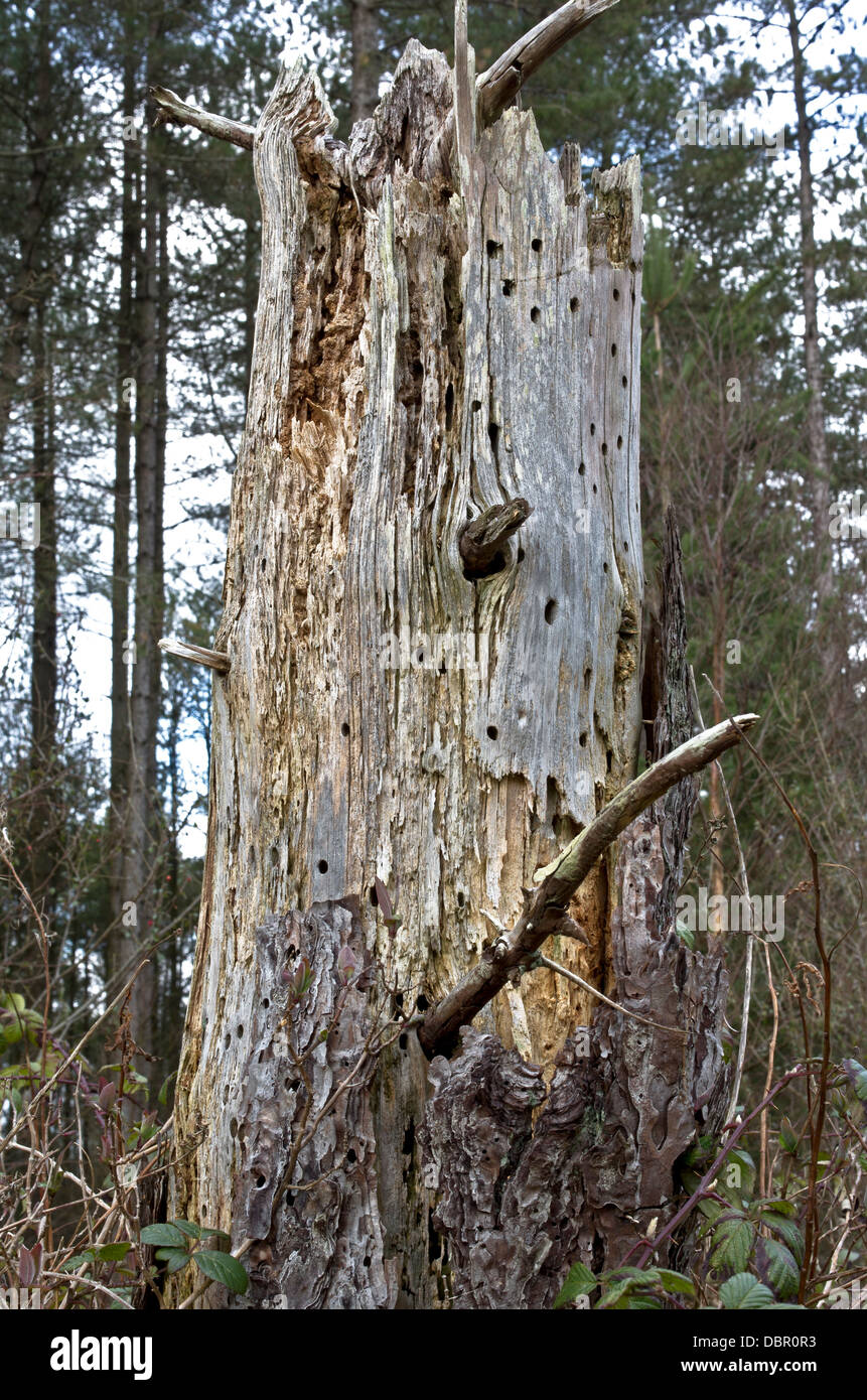 Bird damage hi-res stock photography and images - Alamy