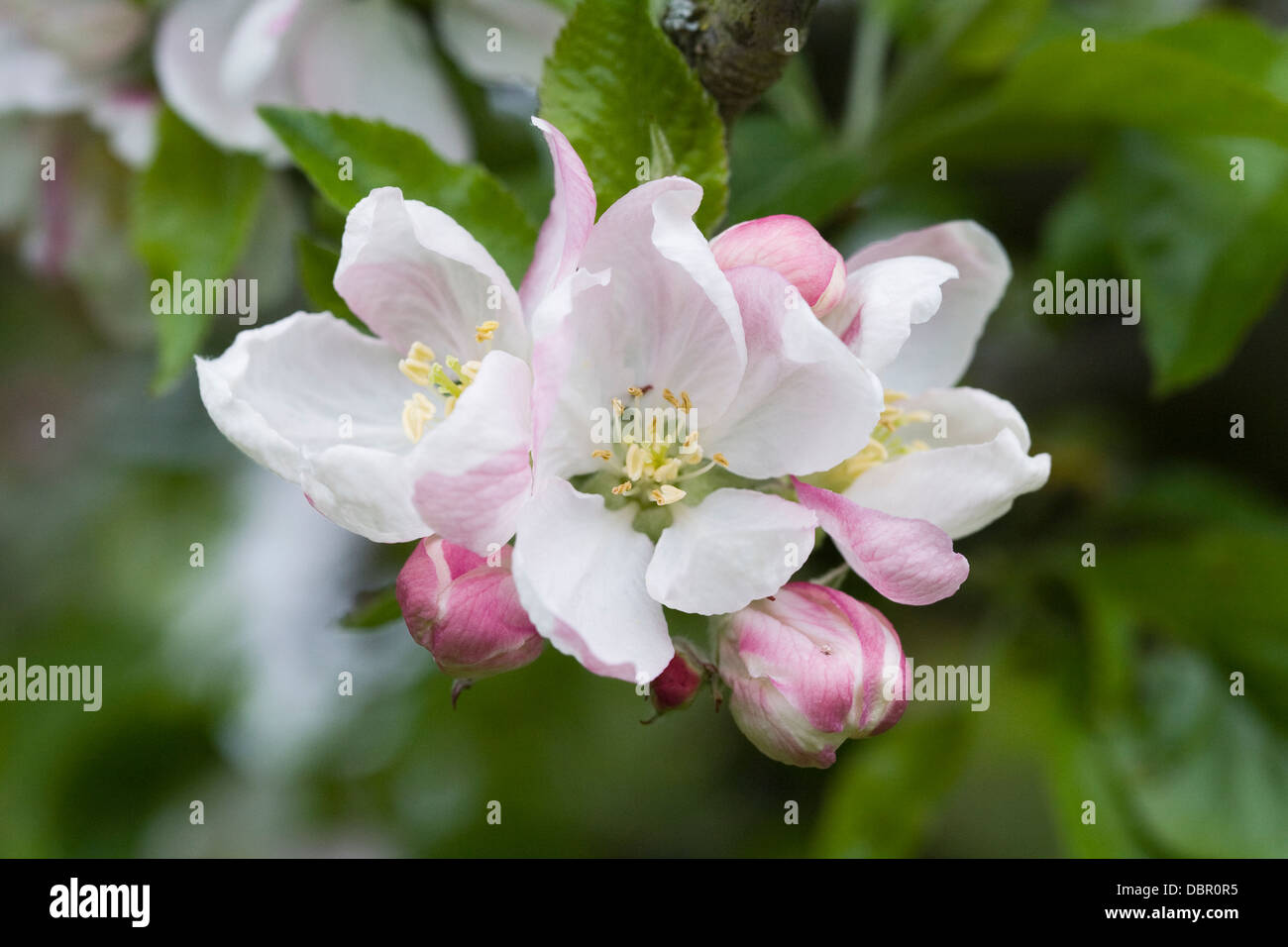 Malus domestica 'Egremont Russet'. Apple blossom in Spring Stock Photo ...