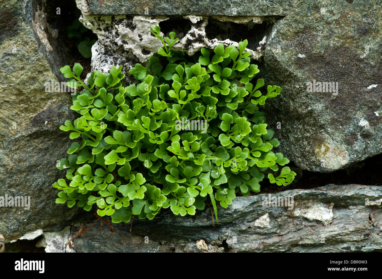 A tiny fern growing on mortar between stones on a wall Stock Photo - Alamy