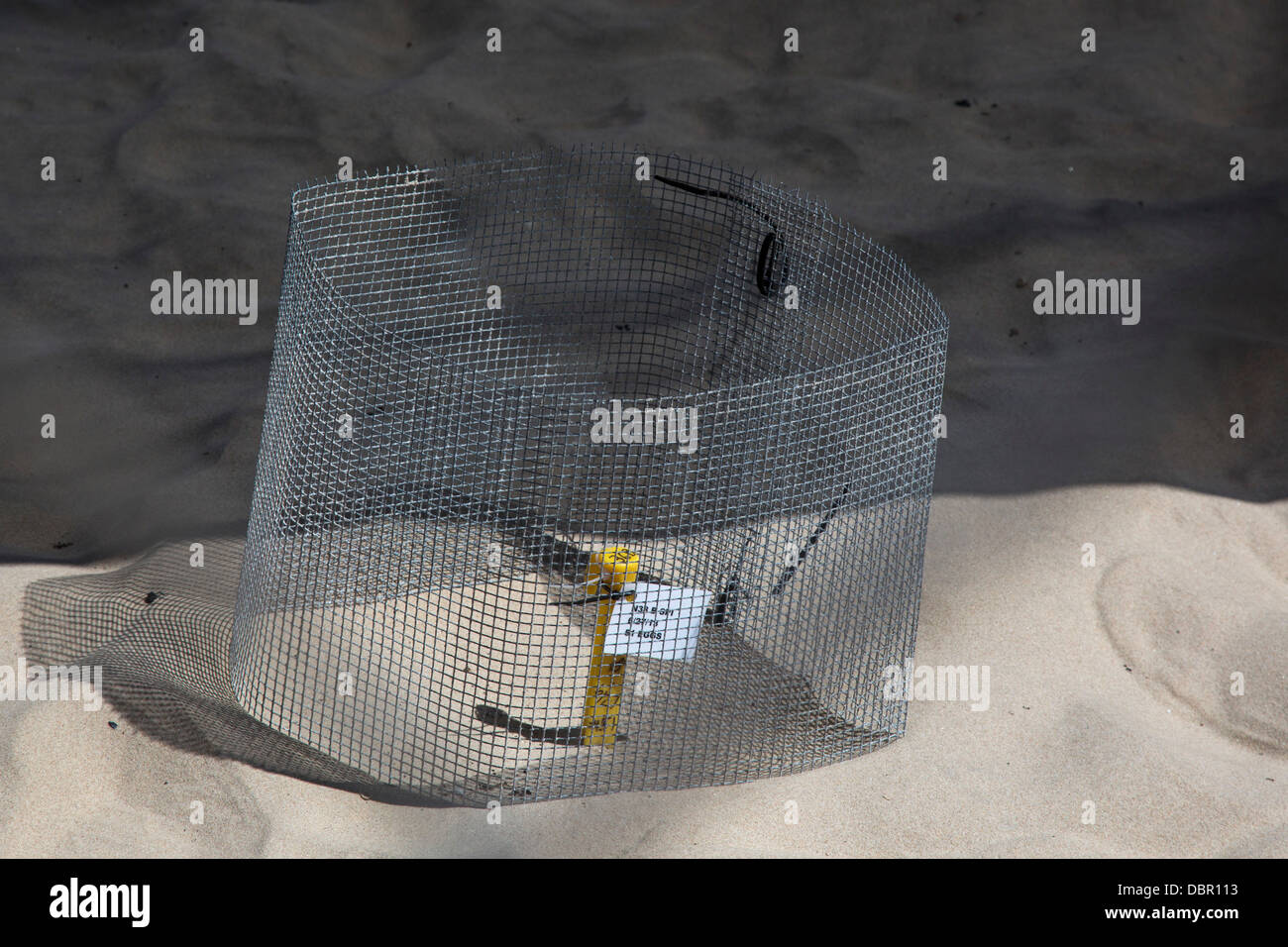 Protected sea turtle nests on South Padre Island, Texas Stock Photo - Alamy