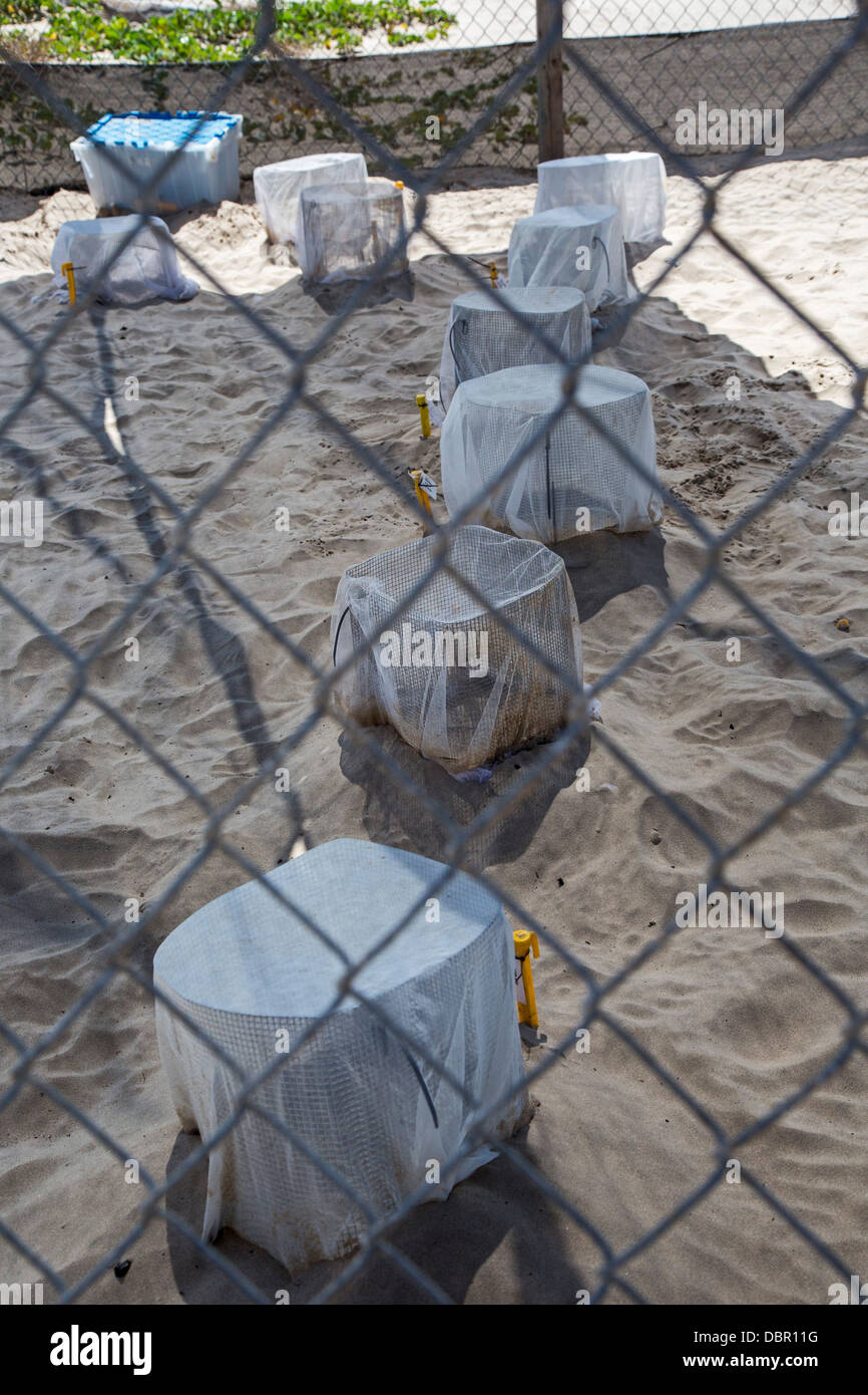 Protected sea turtle nest hi-res stock photography and images - Alamy