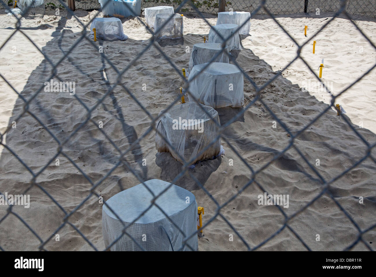 Protected sea turtle nests on South Padre Island, Texas Stock Photo - Alamy