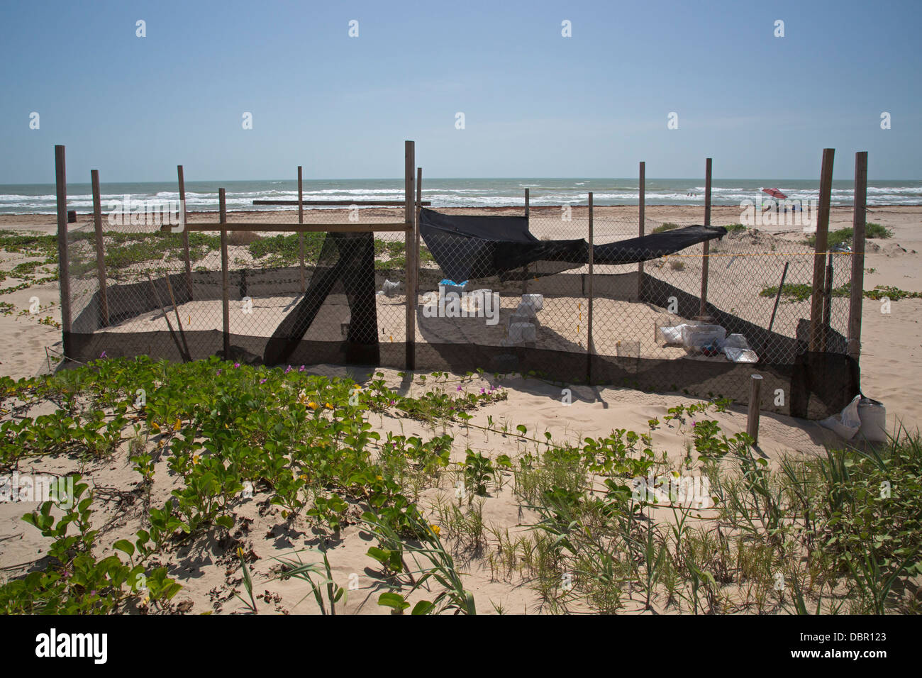 Protected sea turtle nests on South Padre Island, Texas Stock Photo - Alamy