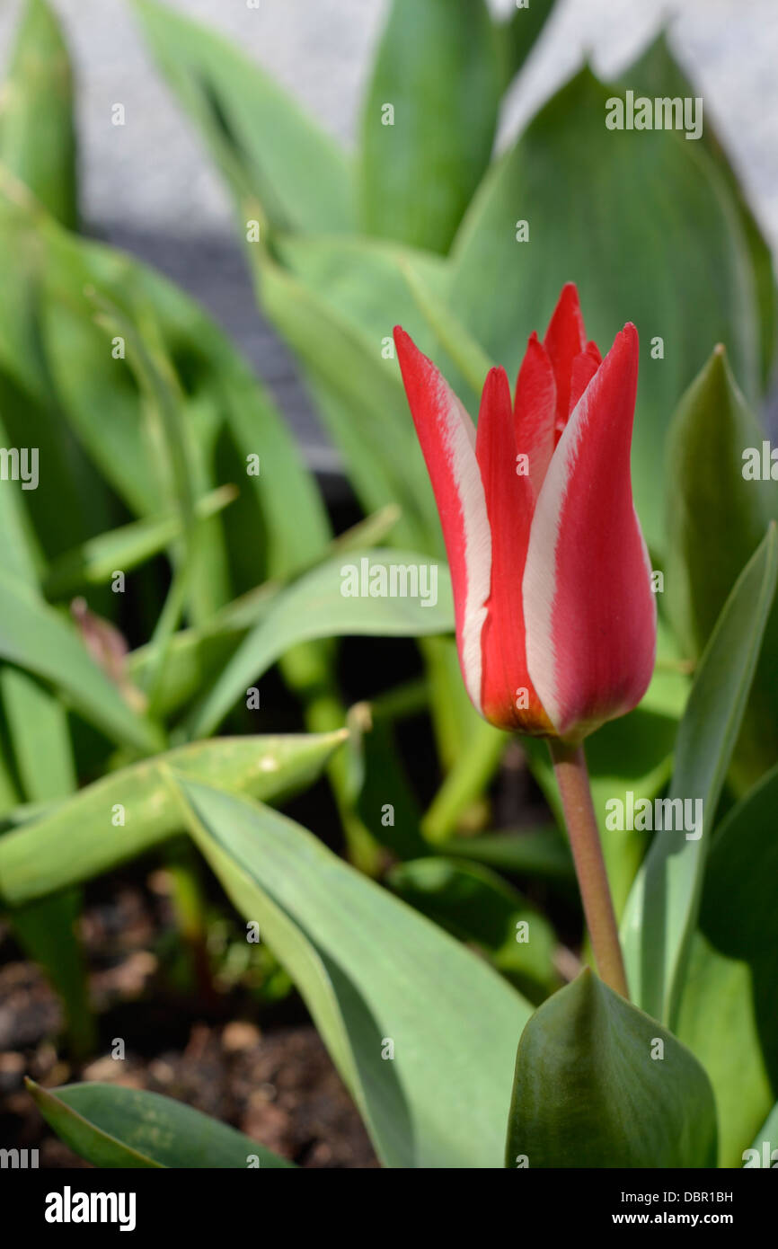 One red tulip flower Stock Photo - Alamy