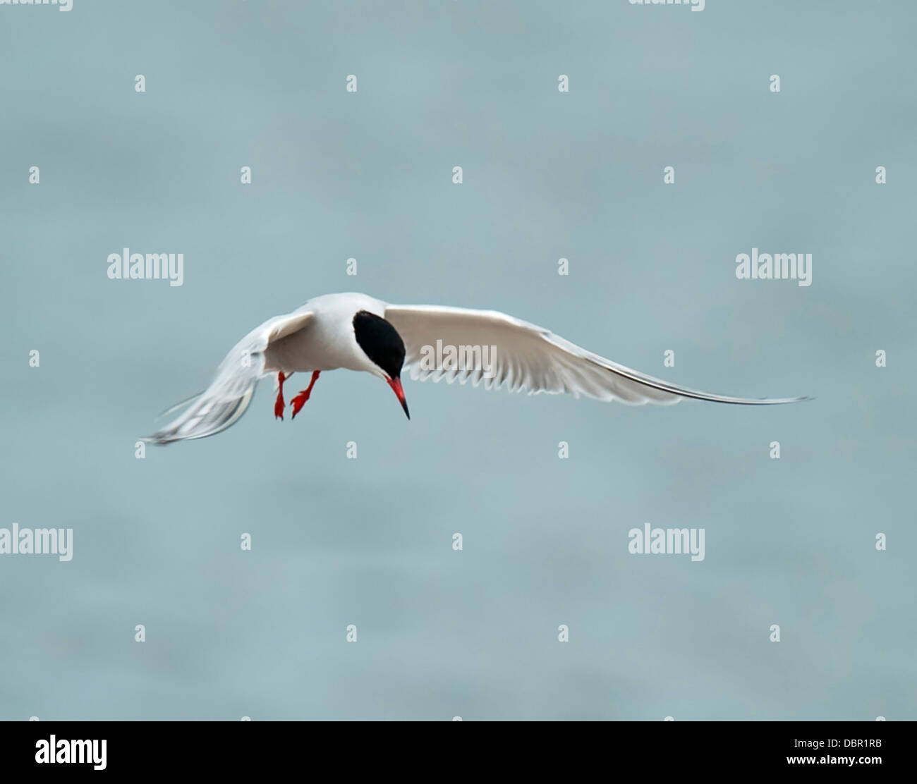 Black hwad hi-res stock photography and images - Alamy