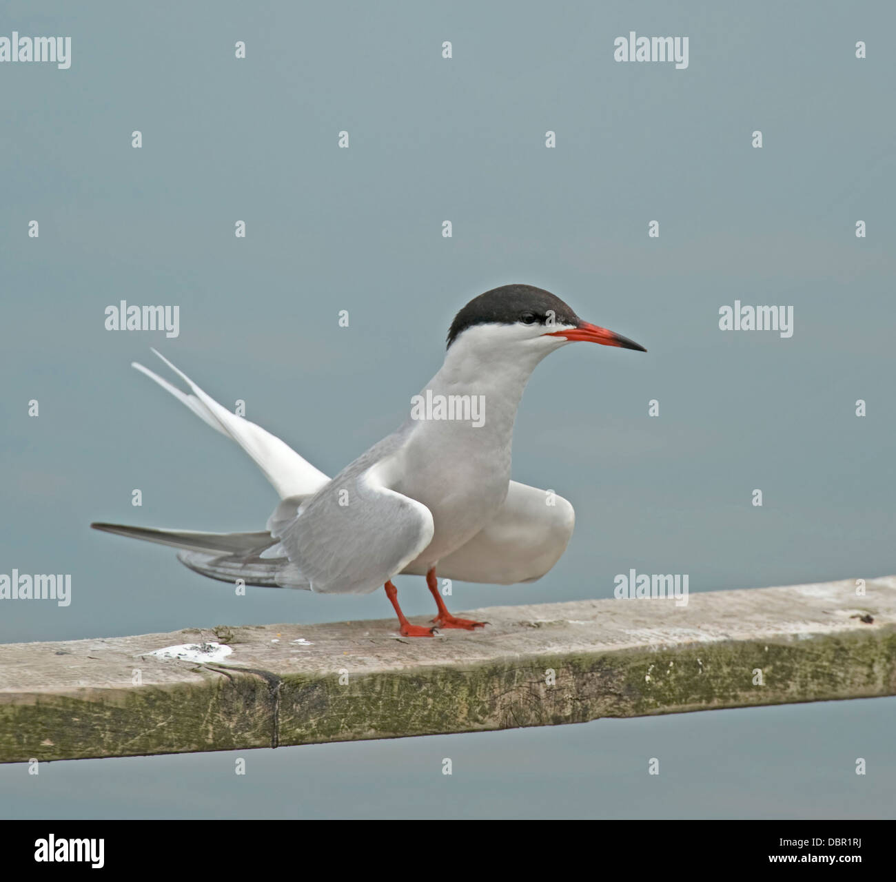 Arctic tern fish uk hi-res stock photography and images - Alamy