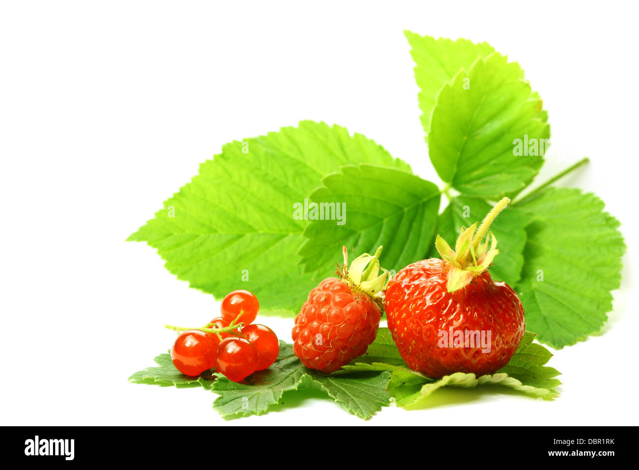 wild berry isolated on white background Stock Photo - Alamy