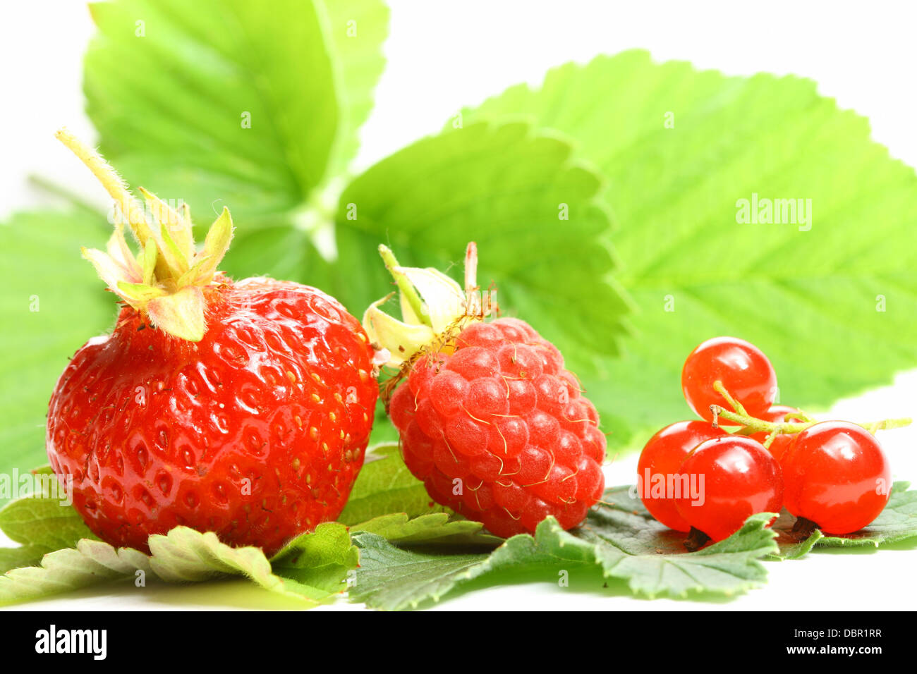 wild berry isolated on white background Stock Photo - Alamy