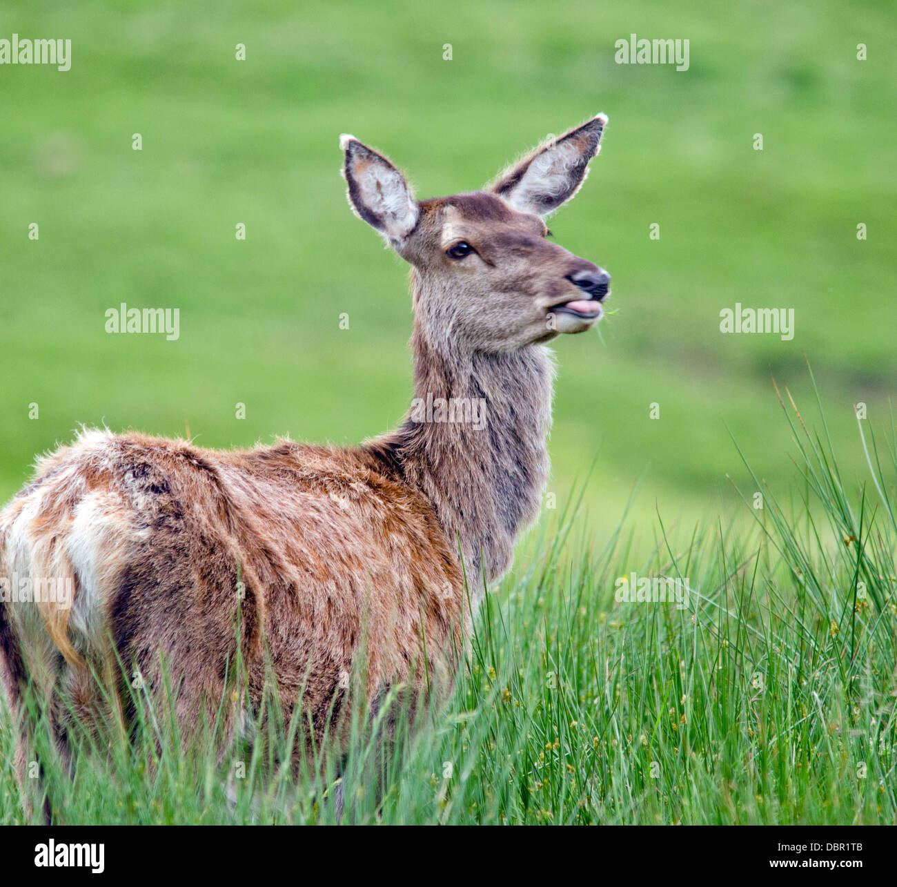 Red Deer Hind Stock Photo - Alamy
