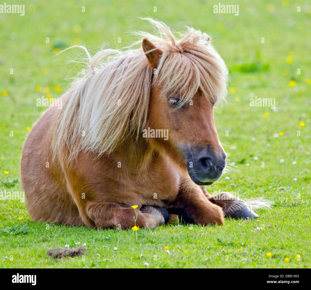 Shetland pony hi-res stock photography and images - Alamy