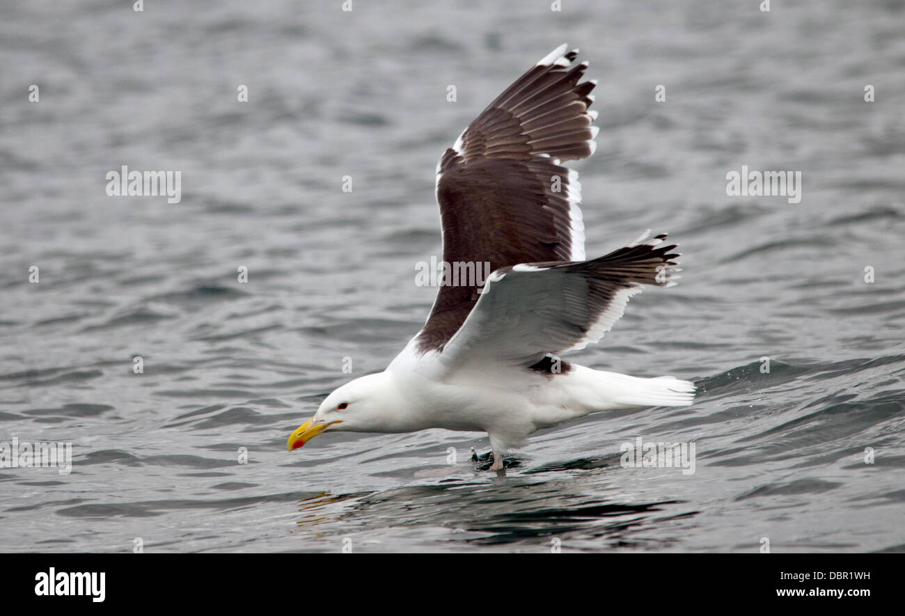 Great Black-backed Gull Stock Photo - Alamy