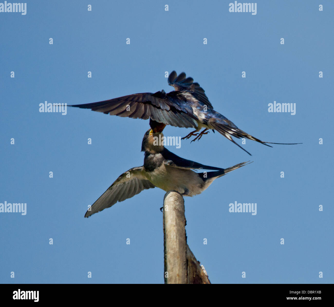 Inflight feeding hi-res stock photography and images - Alamy