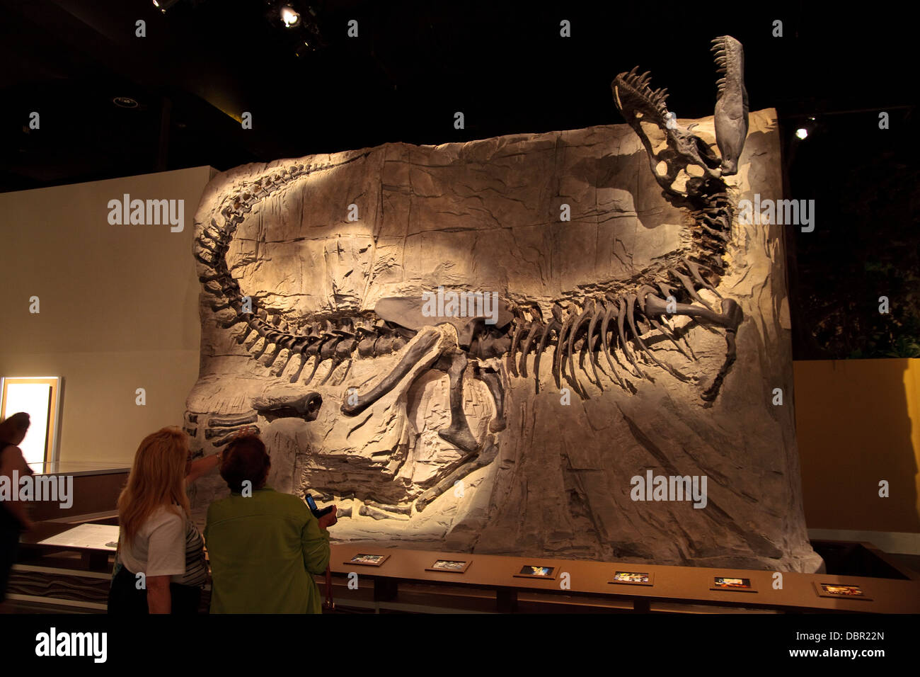 Royal tyrrell museum of paleontology hi-res stock photography and ...