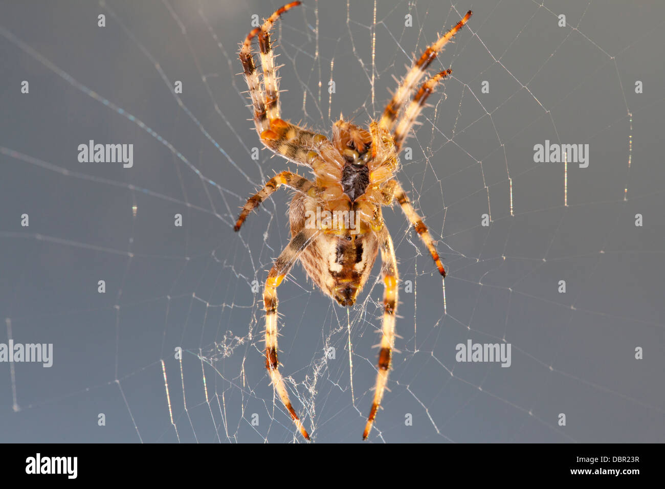 Female Araneus Diadematus spider Stock Photo - Alamy