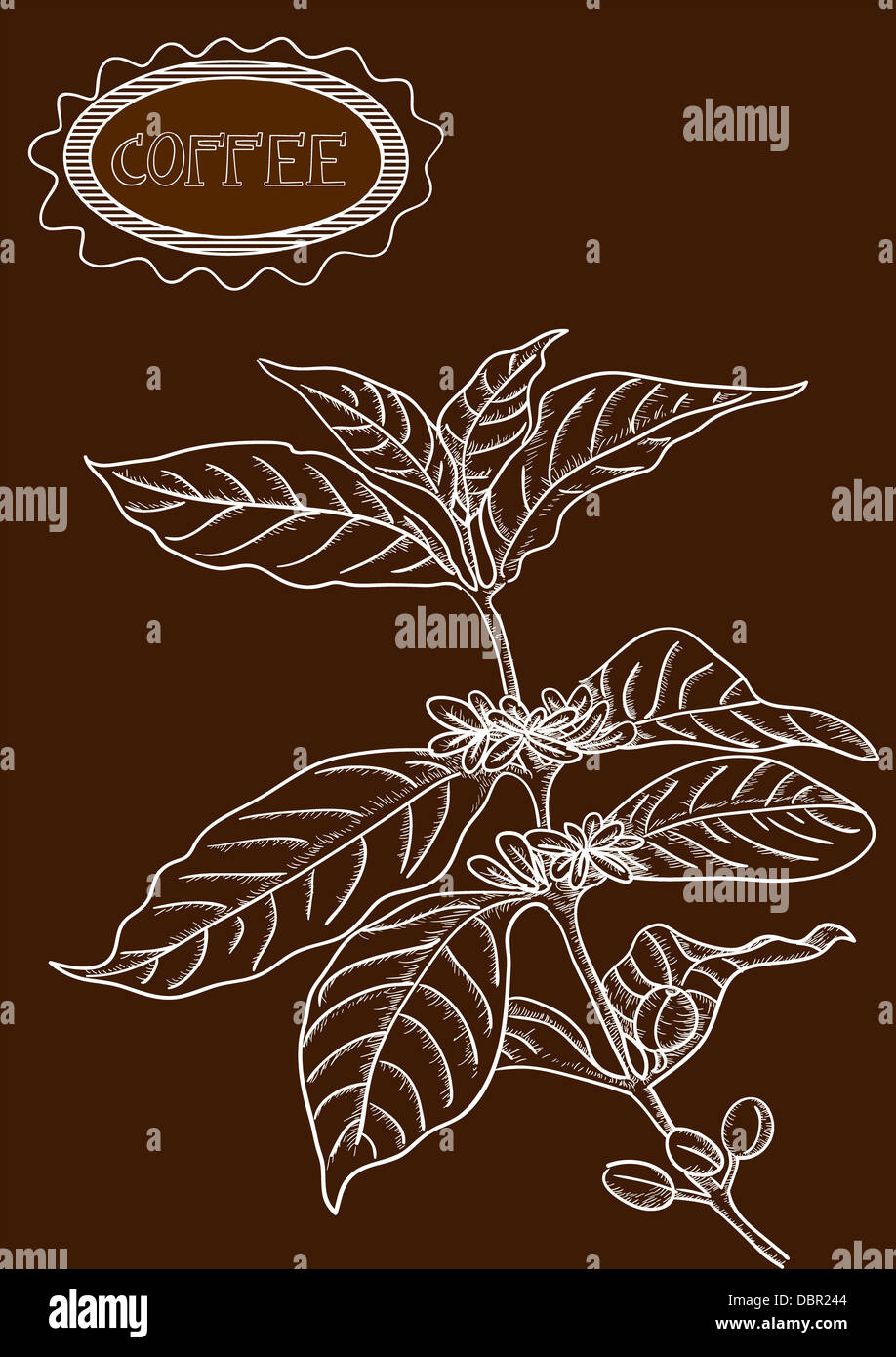 Vintage sketch style coffee plant, label text illustration. This vector ...