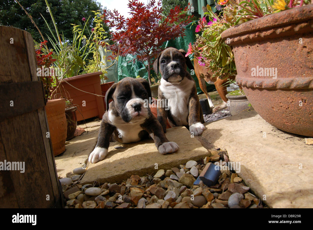 Boxer puppy garden hi-res stock photography and images - Alamy