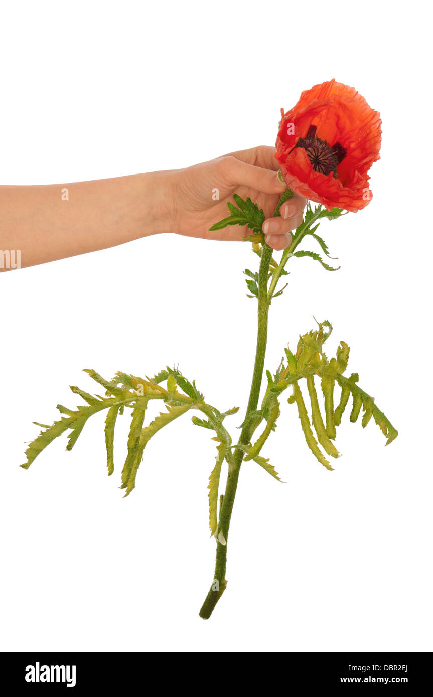 Green plant poppy flower Cut Out Stock Images & Pictures - Alamy