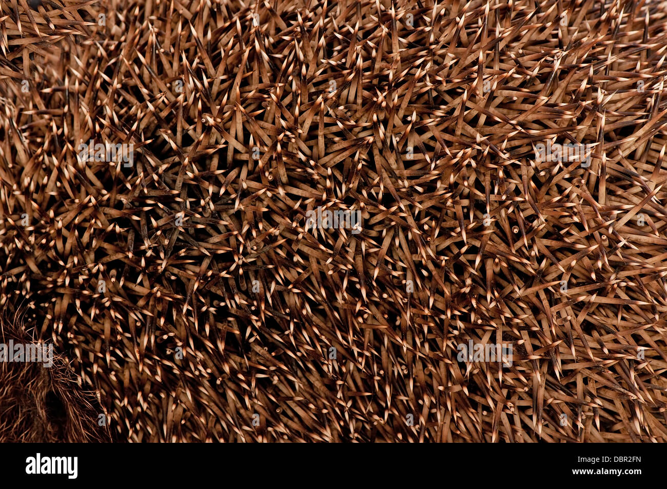 Prickles of a hedgehog Stock Photo - Alamy