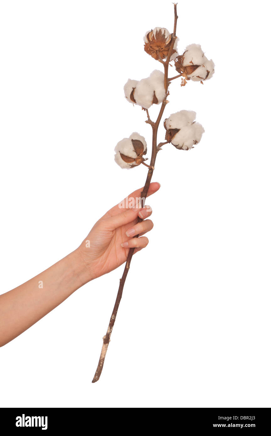 Cotton pod hi-res stock photography and images - Alamy