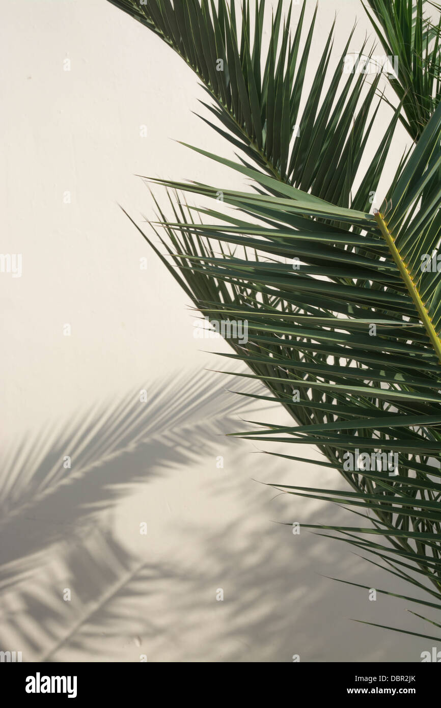 Palm tree branches casting shadows on a white washed wall Stock Photo ...
