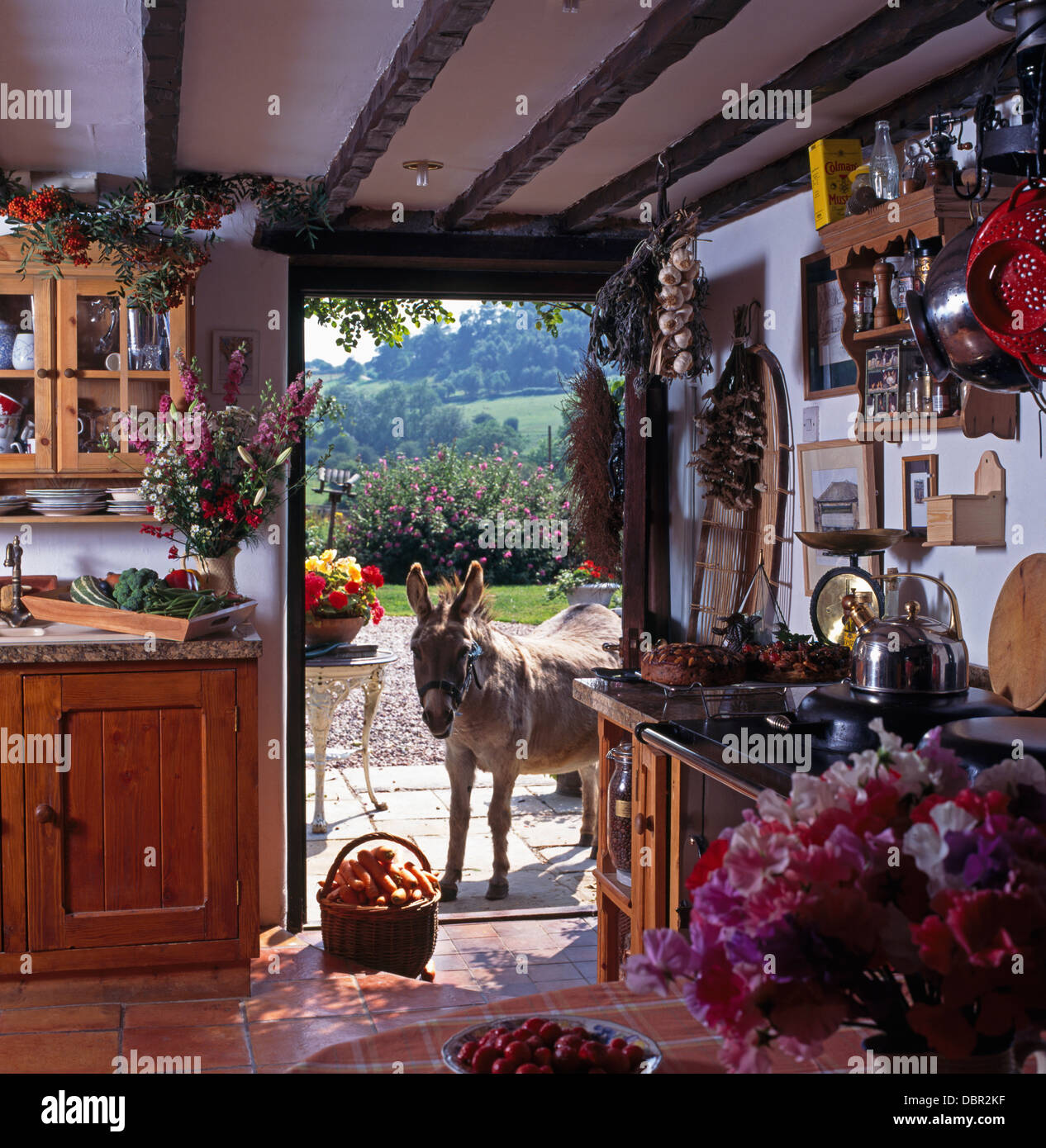 Donkey standing in doorway of cottage kitchen Stock Photo - Alamy