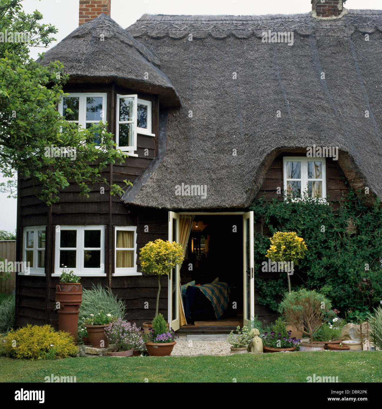 Dark wood timbered cottage with thatched roof and bay tree in pots on ...