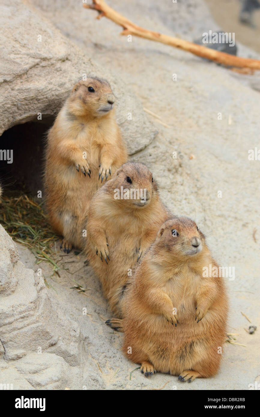 three prairie dogs at a rock Stock Photo - Alamy