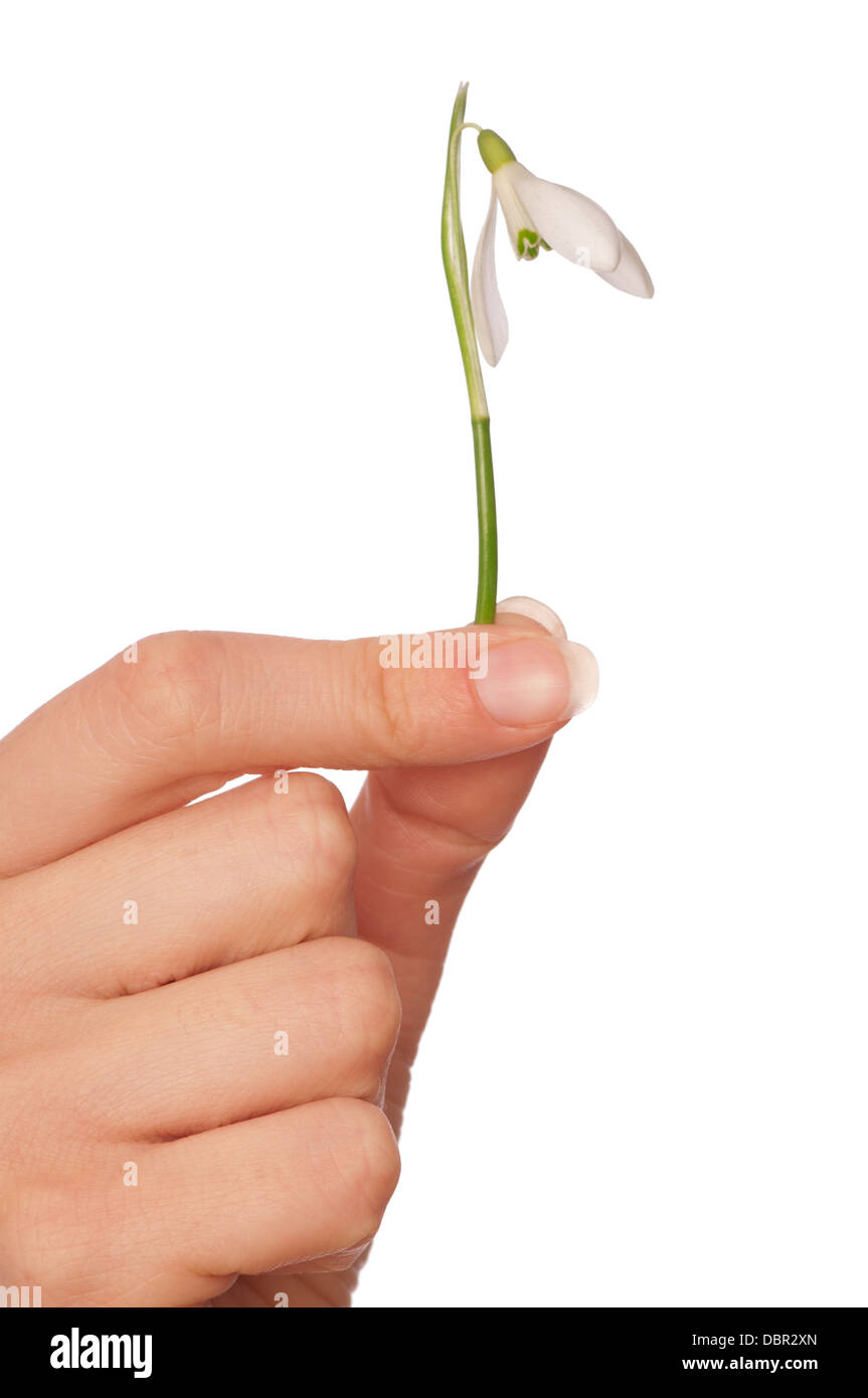 Snowdrop arrangement hi-res stock photography and images - Alamy