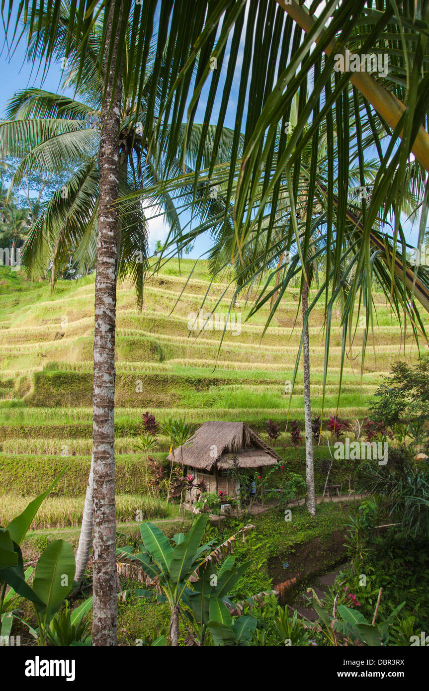 RIce fields around Ubud Stock Photo - Alamy