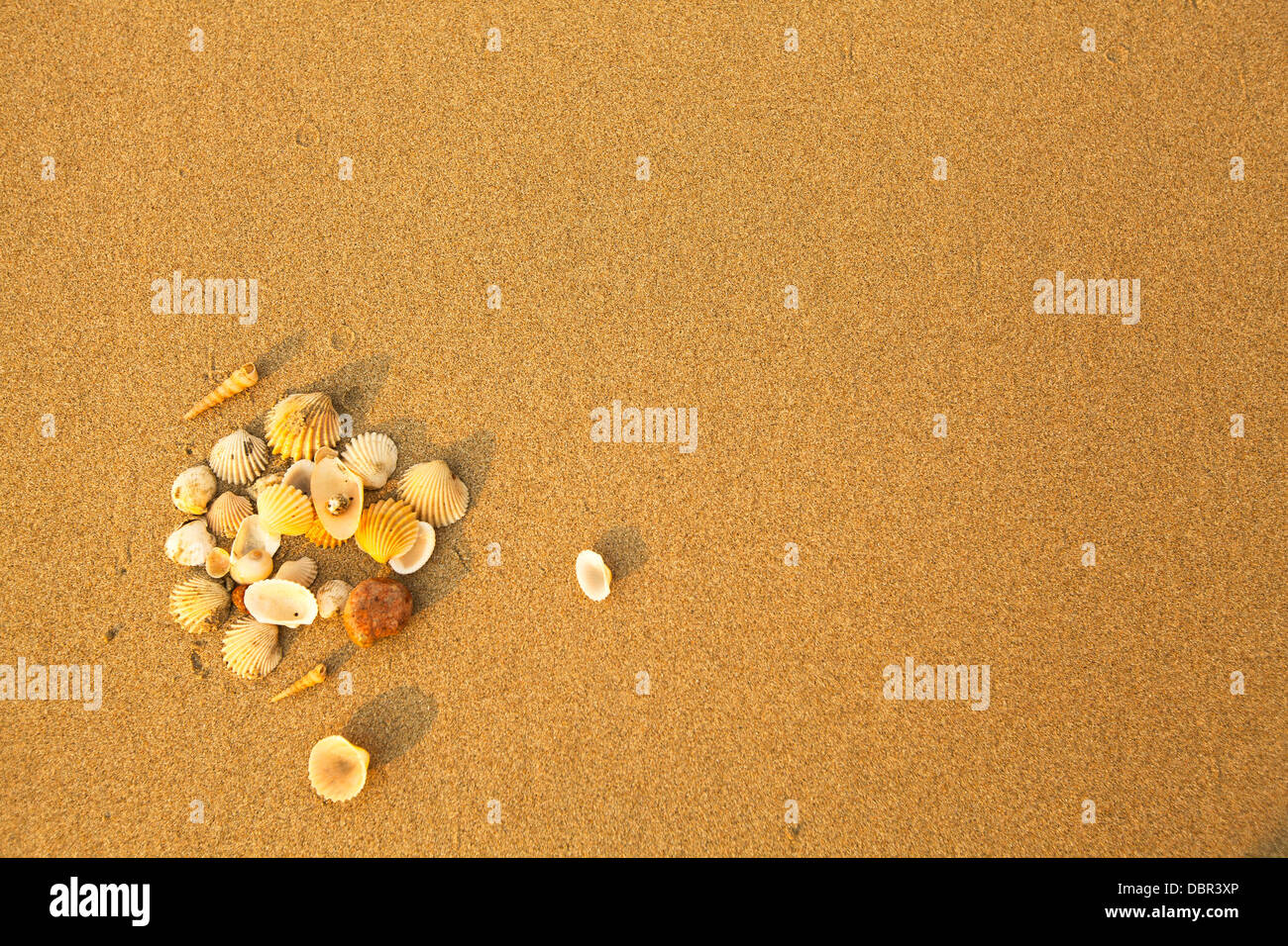 Texture of beach sand and sea shells Stock Photo - Alamy