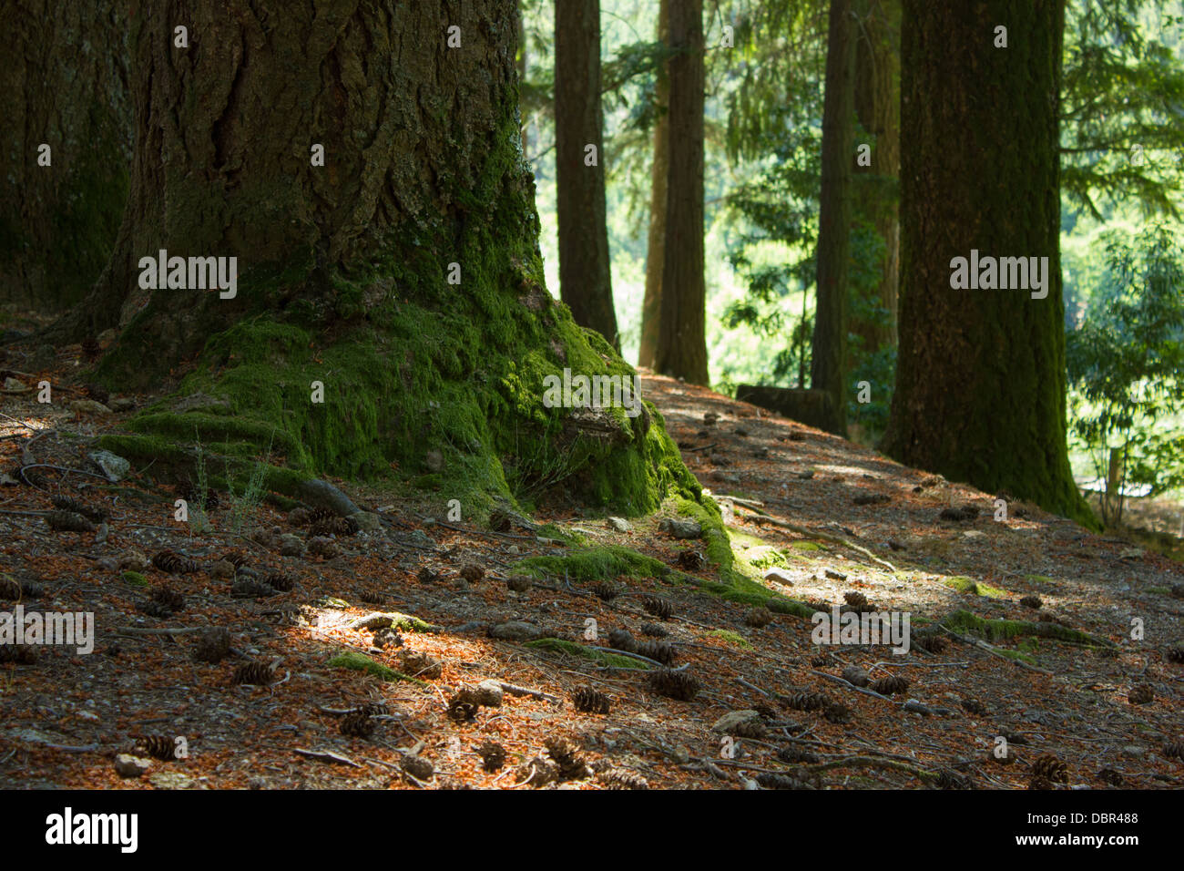 Daylight forest hi-res stock photography and images - Alamy