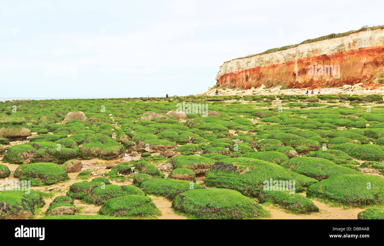 Hunstanton beach with red and white chalk striped cliffs and seaweeds ...