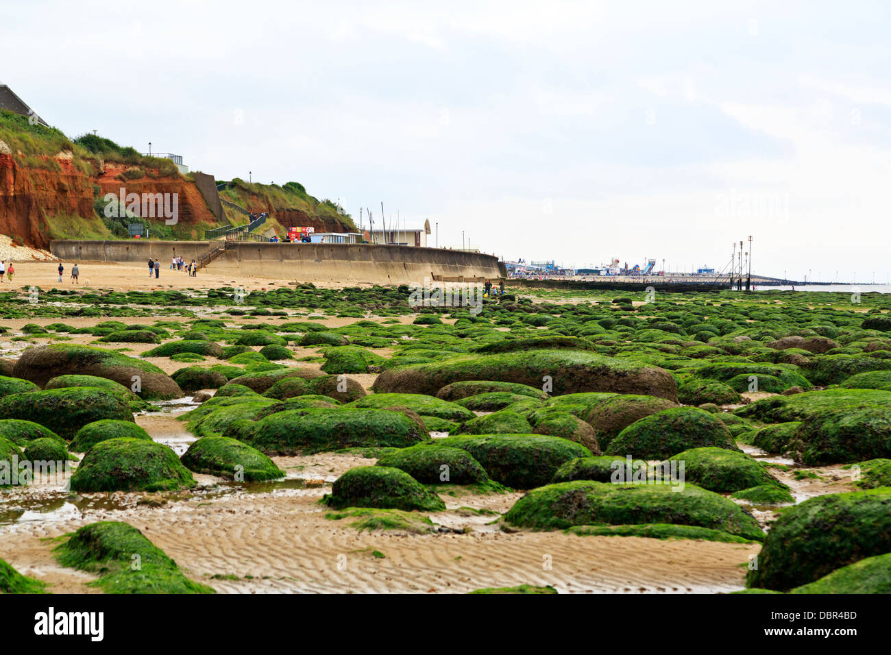 Hunstanton beach with seaweeds algae covered rocks visible during low ...