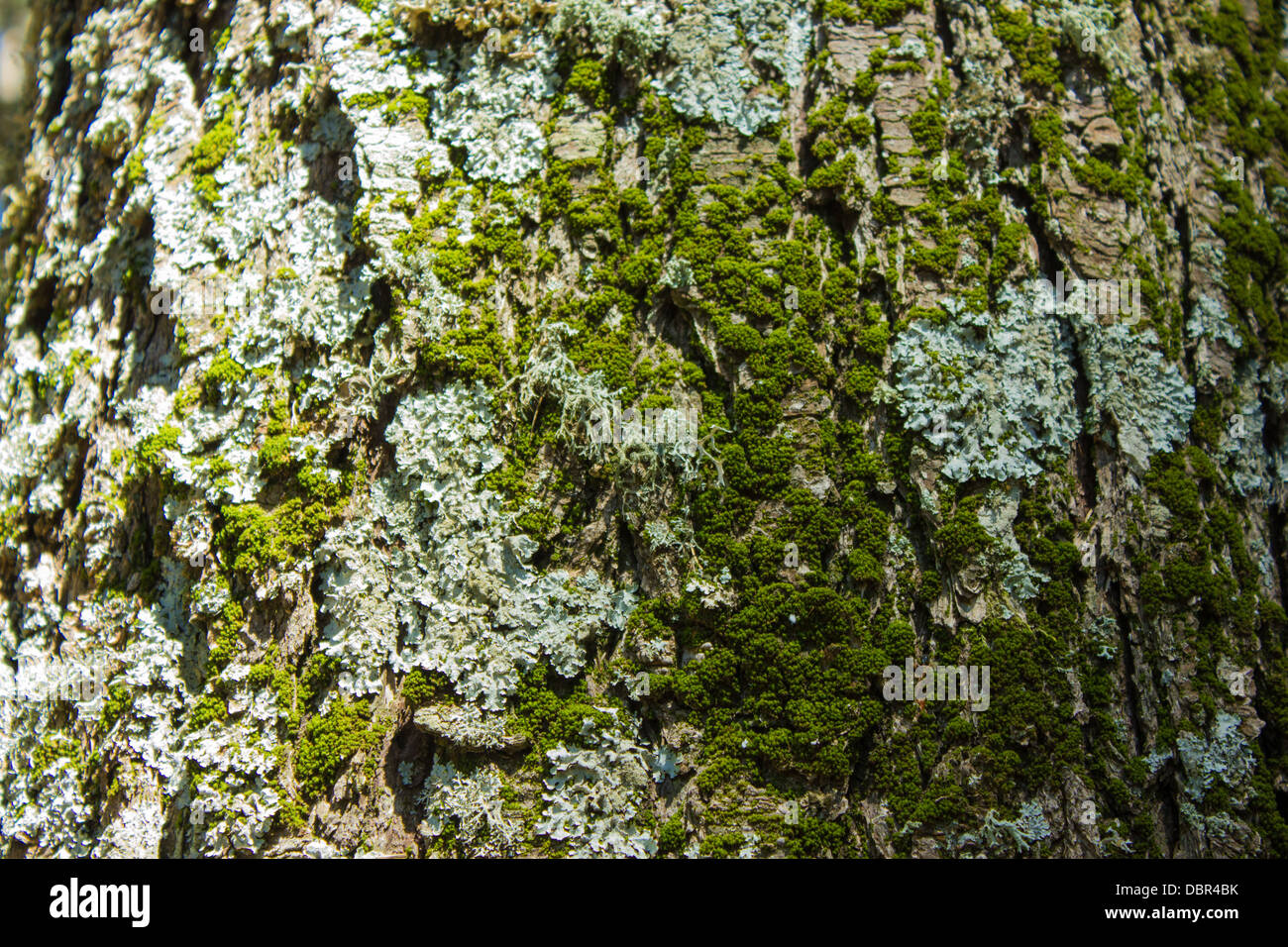 Tree trunk texture hi-res stock photography and images - Alamy