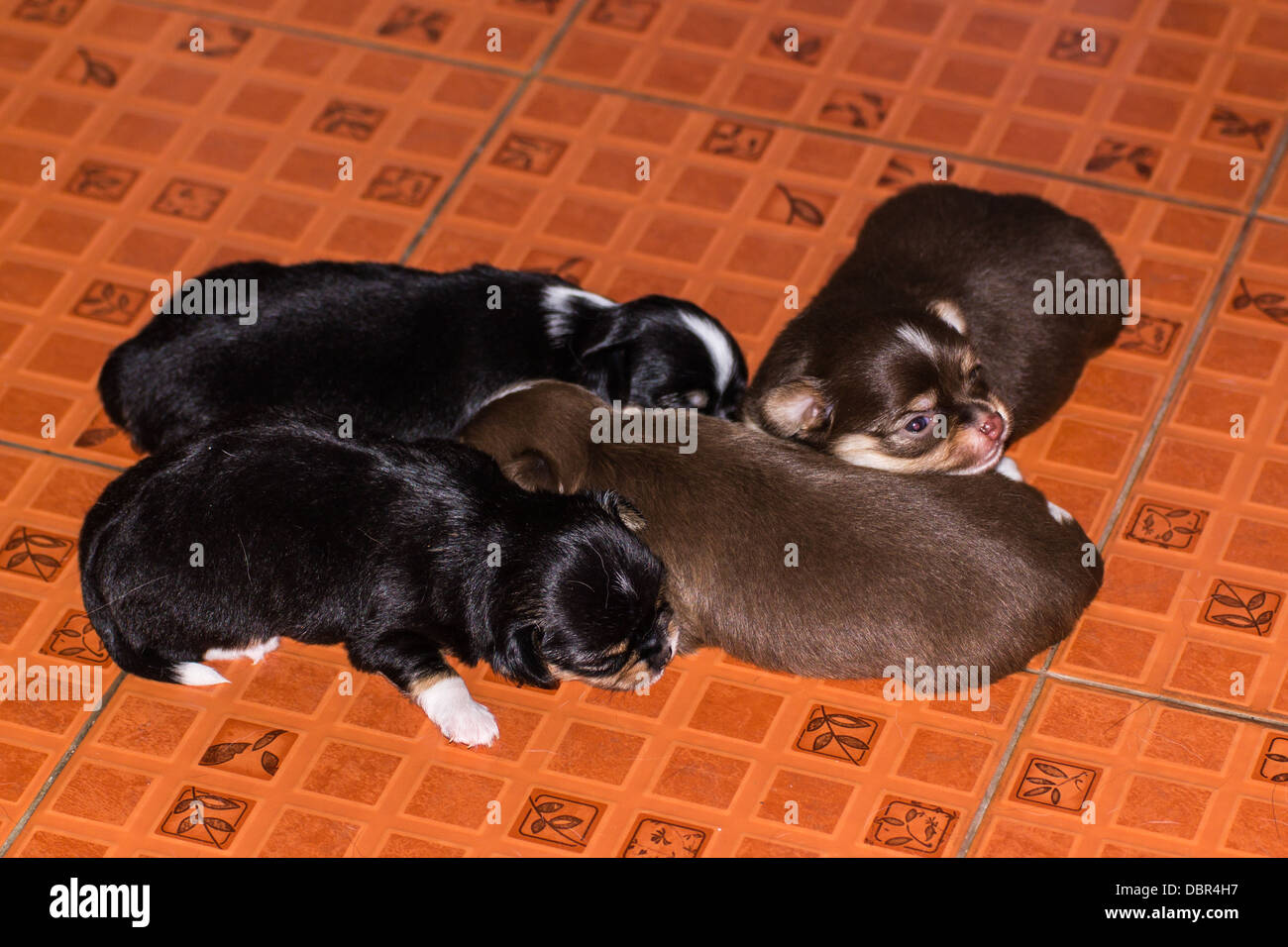 Black brown chihuahua dog hi-res stock photography and images - Alamy