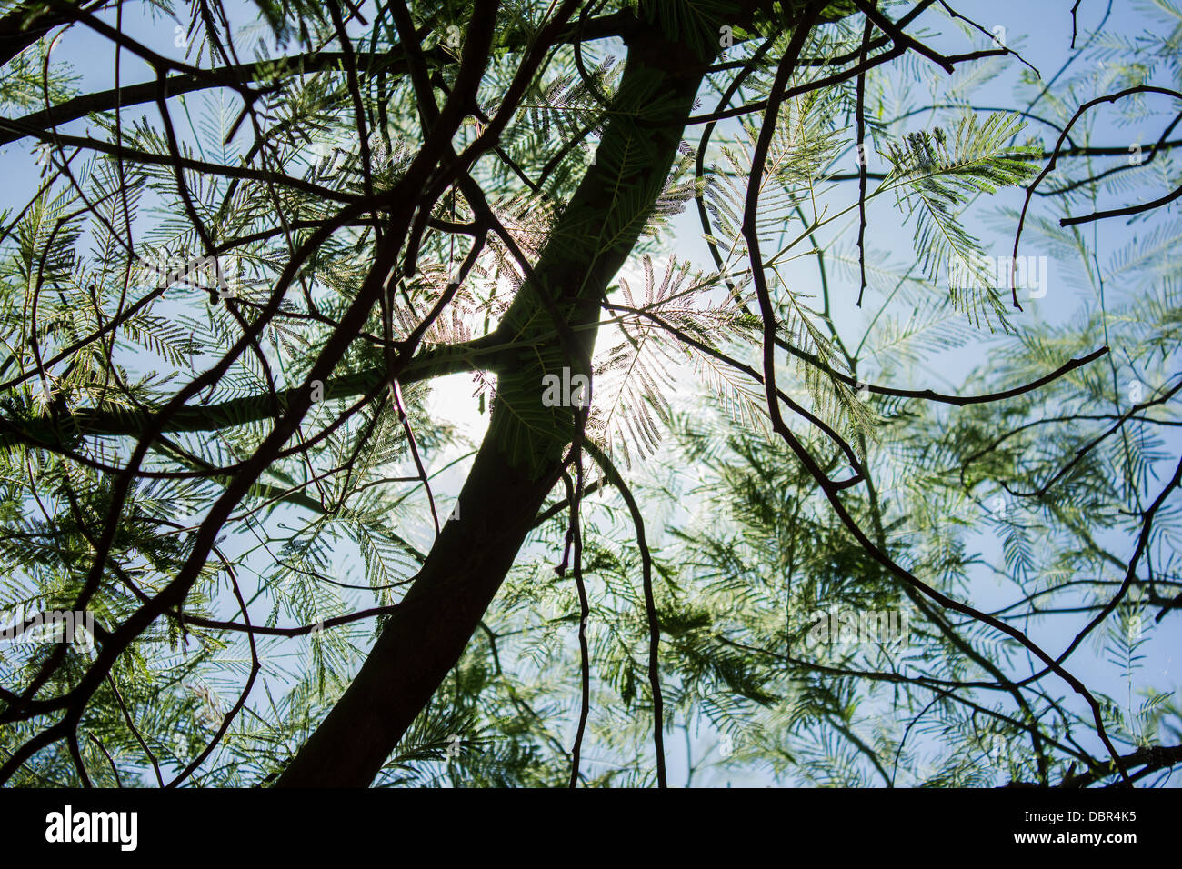 Sunlight branches hi-res stock photography and images - Alamy