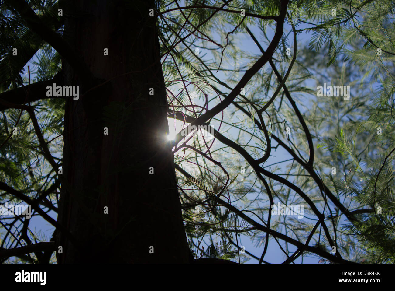 Branches and trunks in sunlight Stock Photo - Alamy