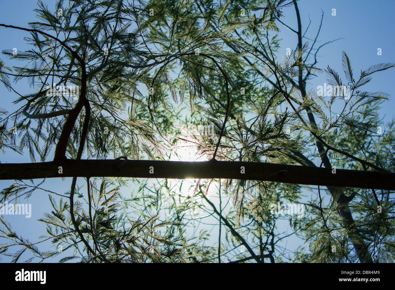 Branches and trunks in sunlight Stock Photo - Alamy