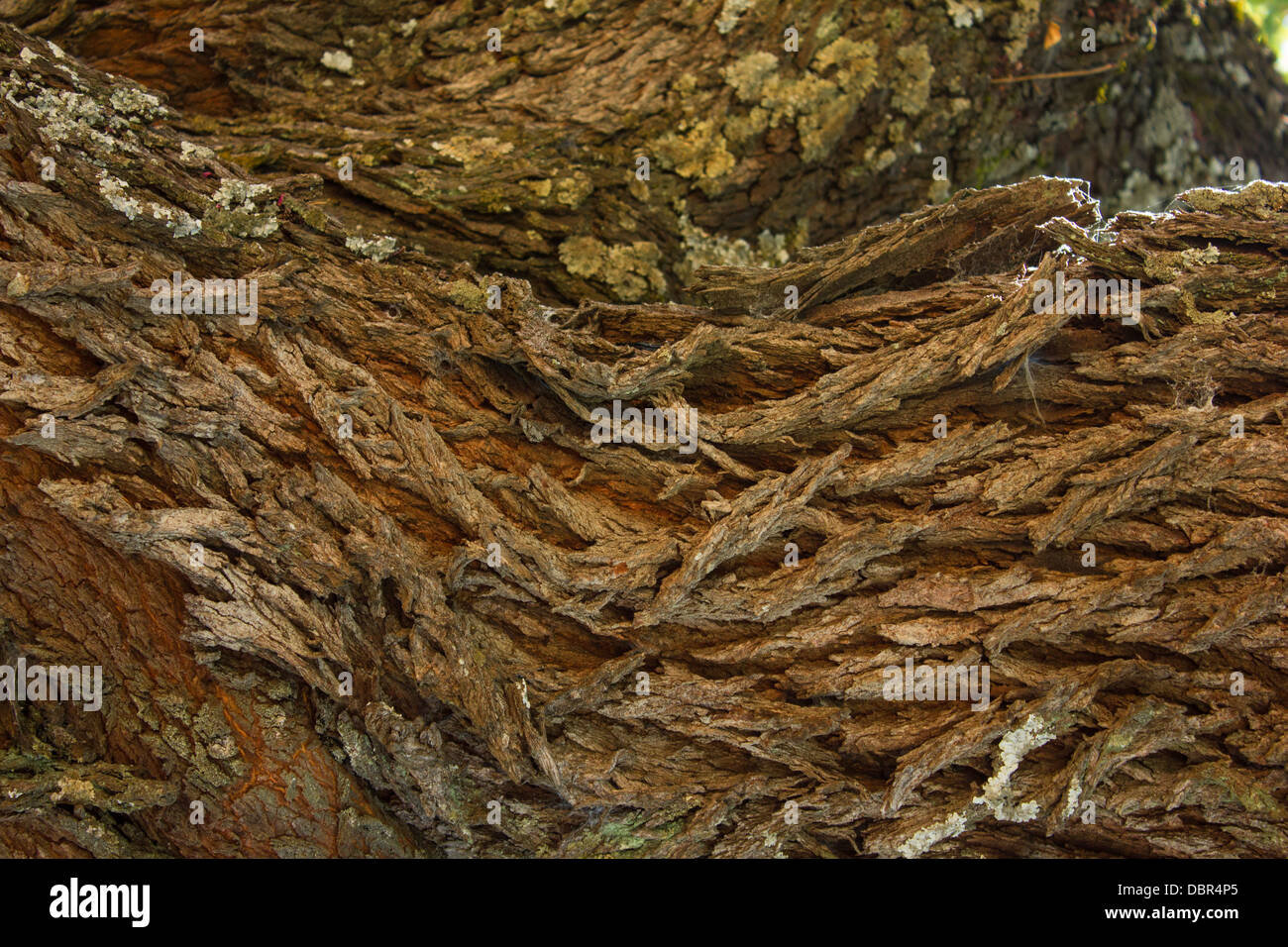 Tree shadow background hi-res stock photography and images - Alamy