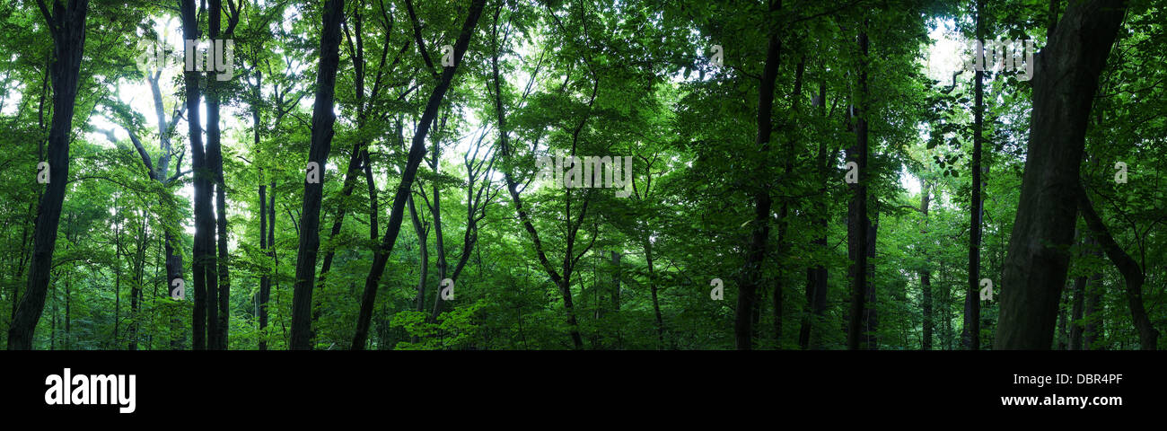 Huge forest panorama. Big picture of trees Stock Photo - Alamy