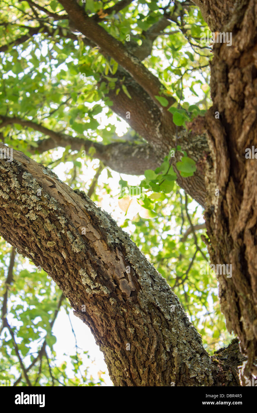 Tree trunk in shadow and leafs in the sunlight Stock Photo - Alamy