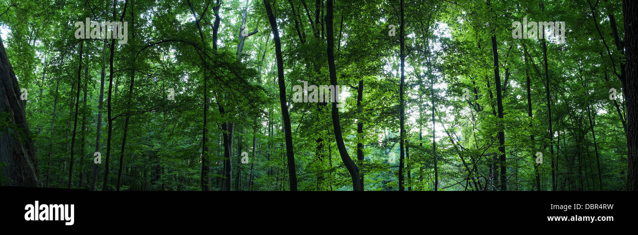 Huge forest panorama. Big picture of trees Stock Photo - Alamy