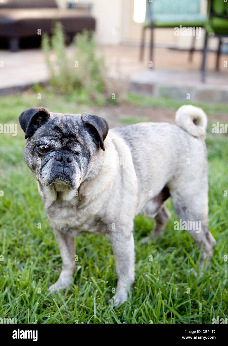 A one-eyed pug eyes the camera Stock Photo - Alamy