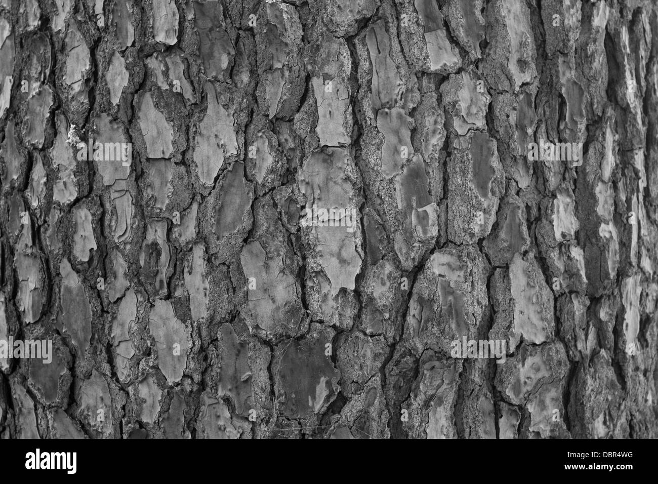 Tree texture hi-res stock photography and images - Alamy