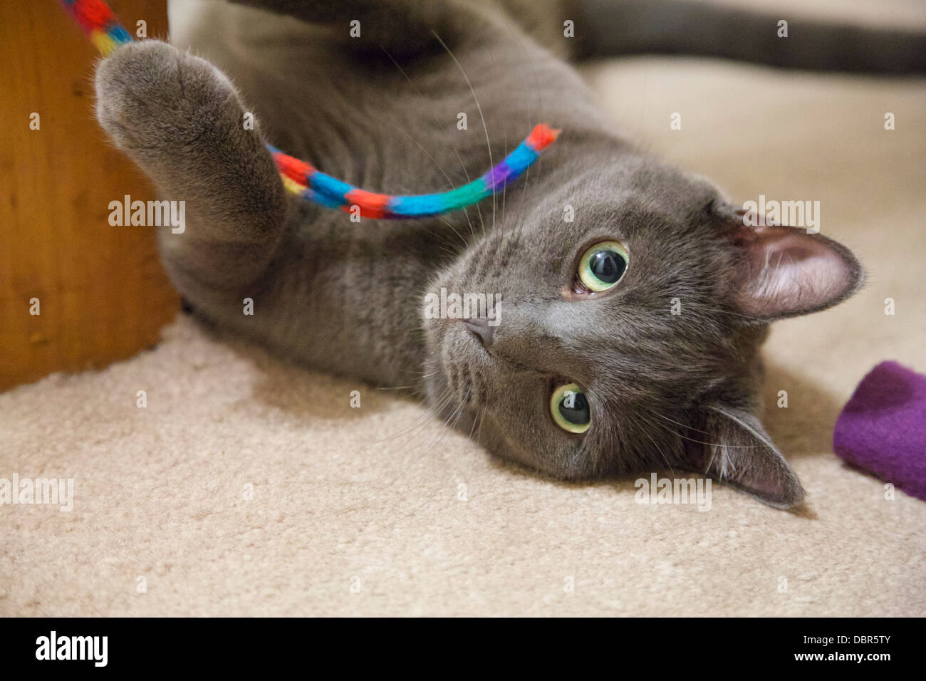 Playful pose hi-res stock photography and images - Alamy