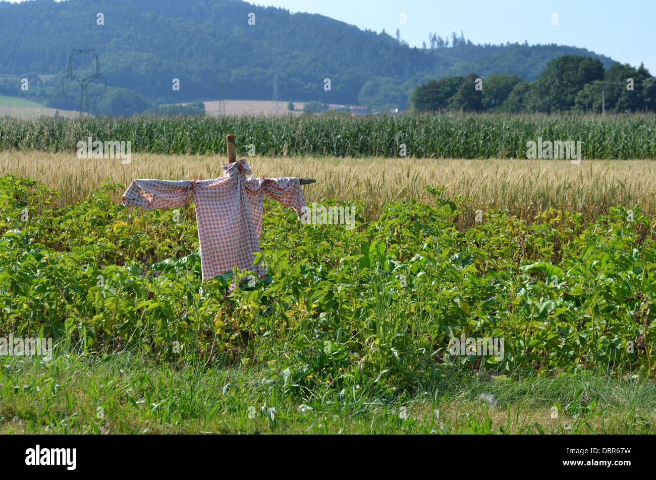 Scarecrow guarding potato and wheat field against birds Stock Photo - Alamy