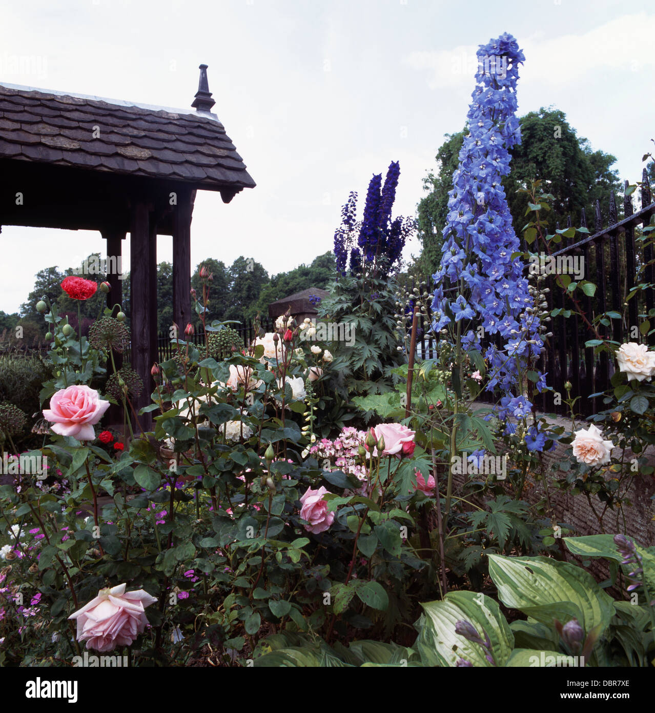 Pink roses and tall blue delphiniums in summer border Stock Photo - Alamy