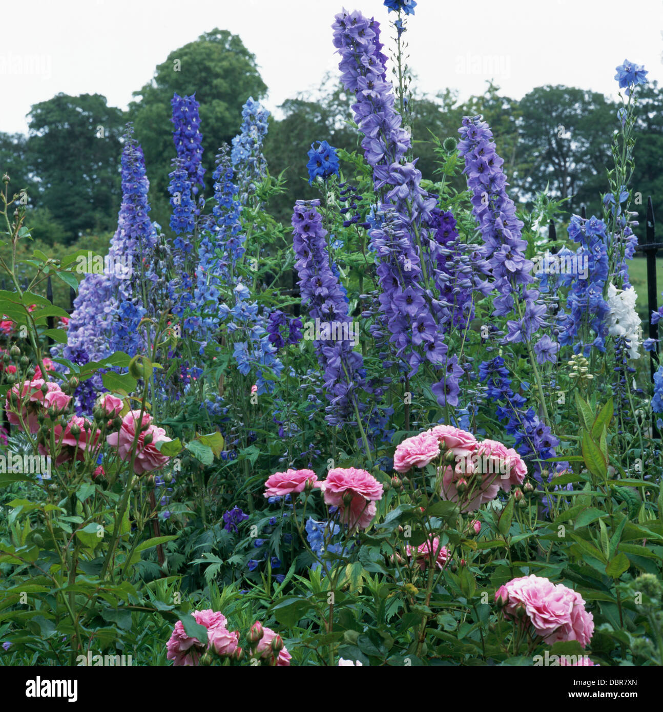 Close-up of blue delphiniums with pale pink shrub roses Stock Photo - Alamy