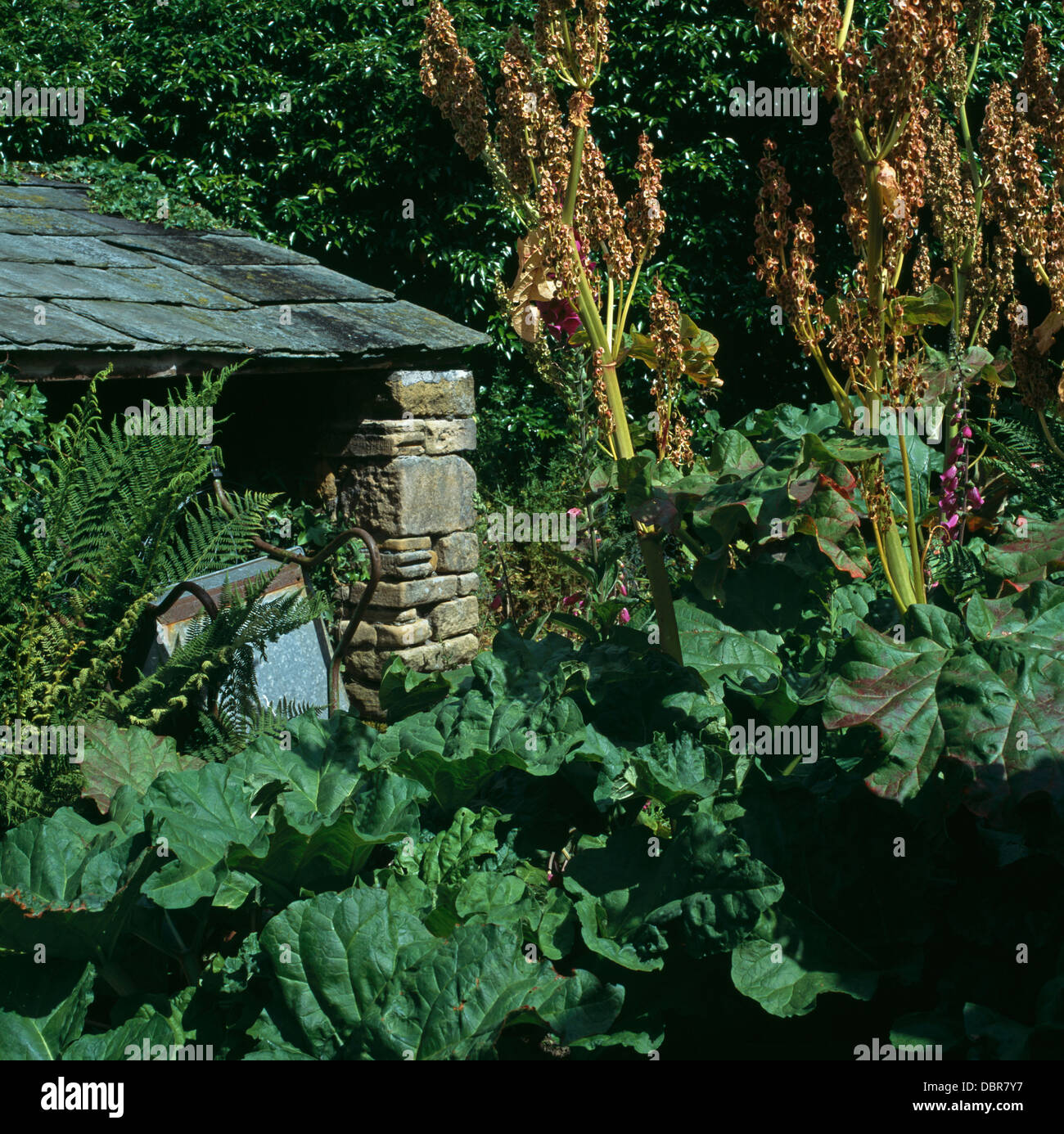 Rhubarb gone to seed hi-res stock photography and images - Alamy
